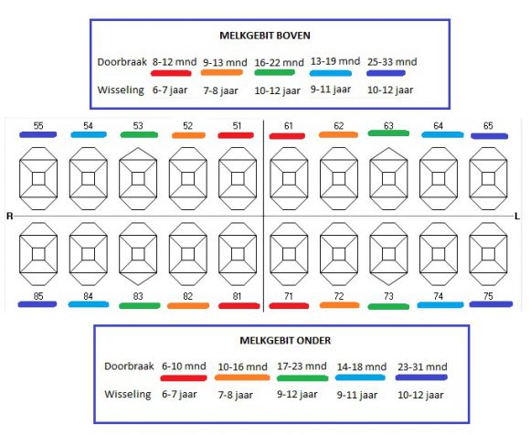 Ontwikkeling melkgebit - Tandarts Praktijk van der Linde-Molleman